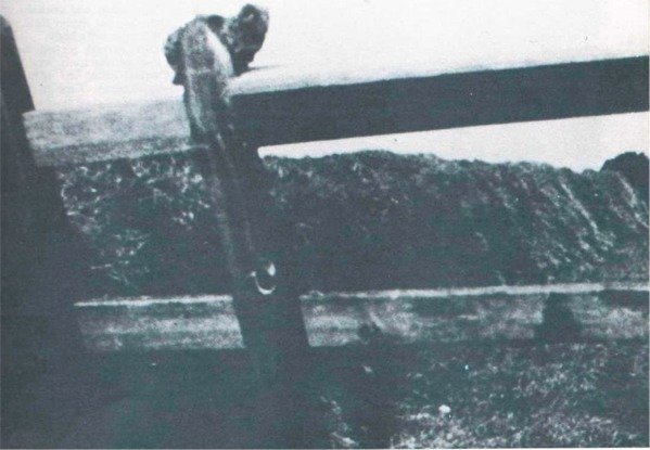 Gef: The Eighth Wonder of the World: Evidence Pt 4 Photos of Gef