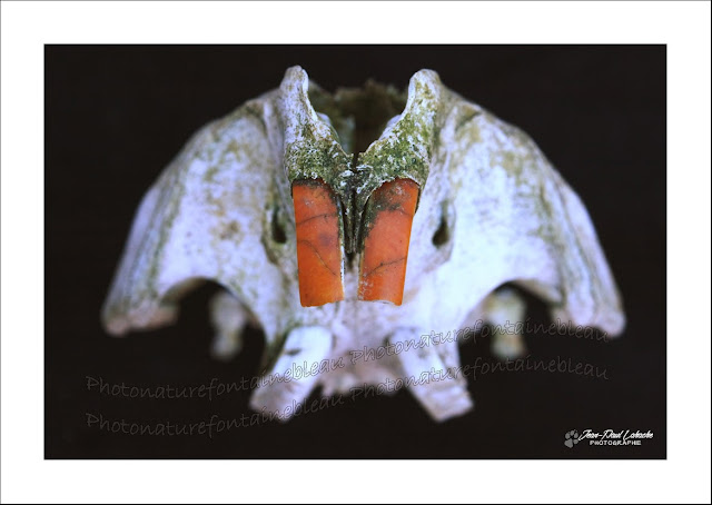 Oh les jolies dents ! Le Castor d'Europe. 2017 023.