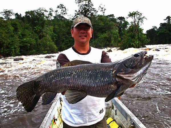 ANGLING WORLD 魔魚釣界: The Exotic Amazon Game Fish - Aimara