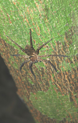 BunyipCo: November 2016