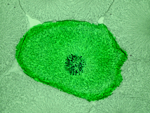 Mitosis | Careers-Biotech
