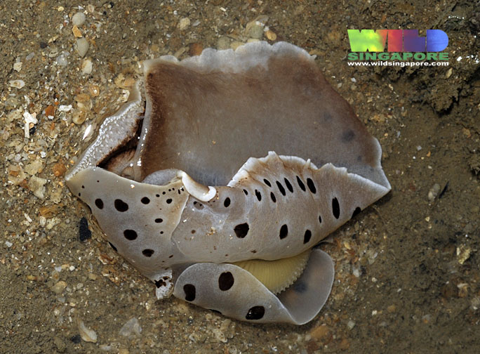 Real Monstrosities: Moon-headed Sidegill Slug