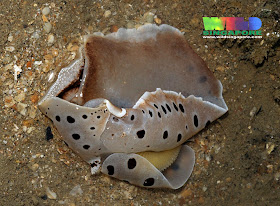 Real Monstrosities: Moon-headed Sidegill Slug