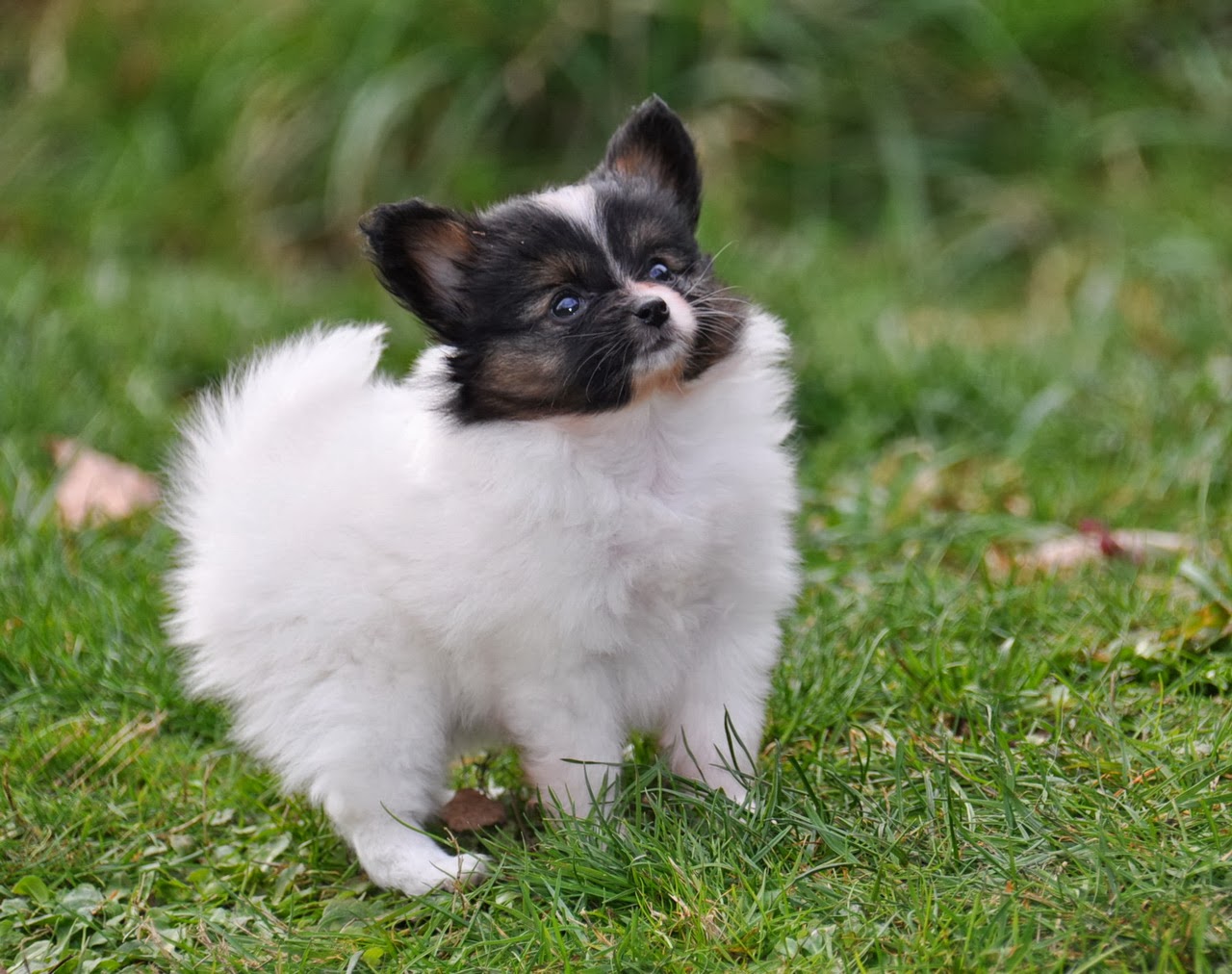 Road's End Papillons : 7.5 Weeks old Papillon Puppies