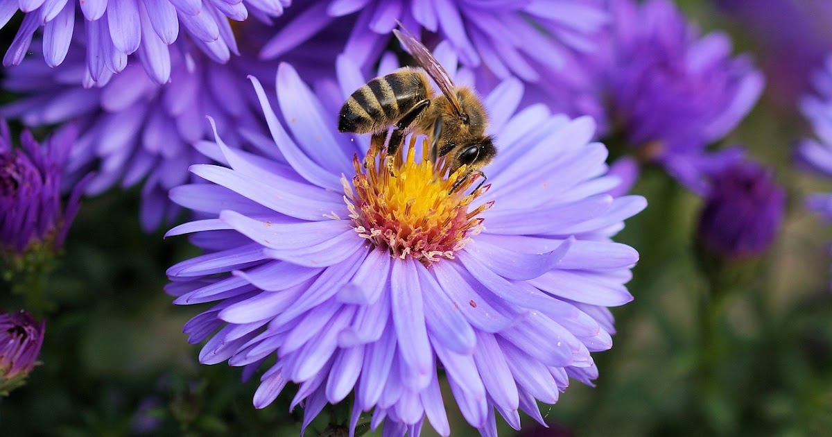 Las plantas y sus usos: El polen y sus beneficios para la sexualidad