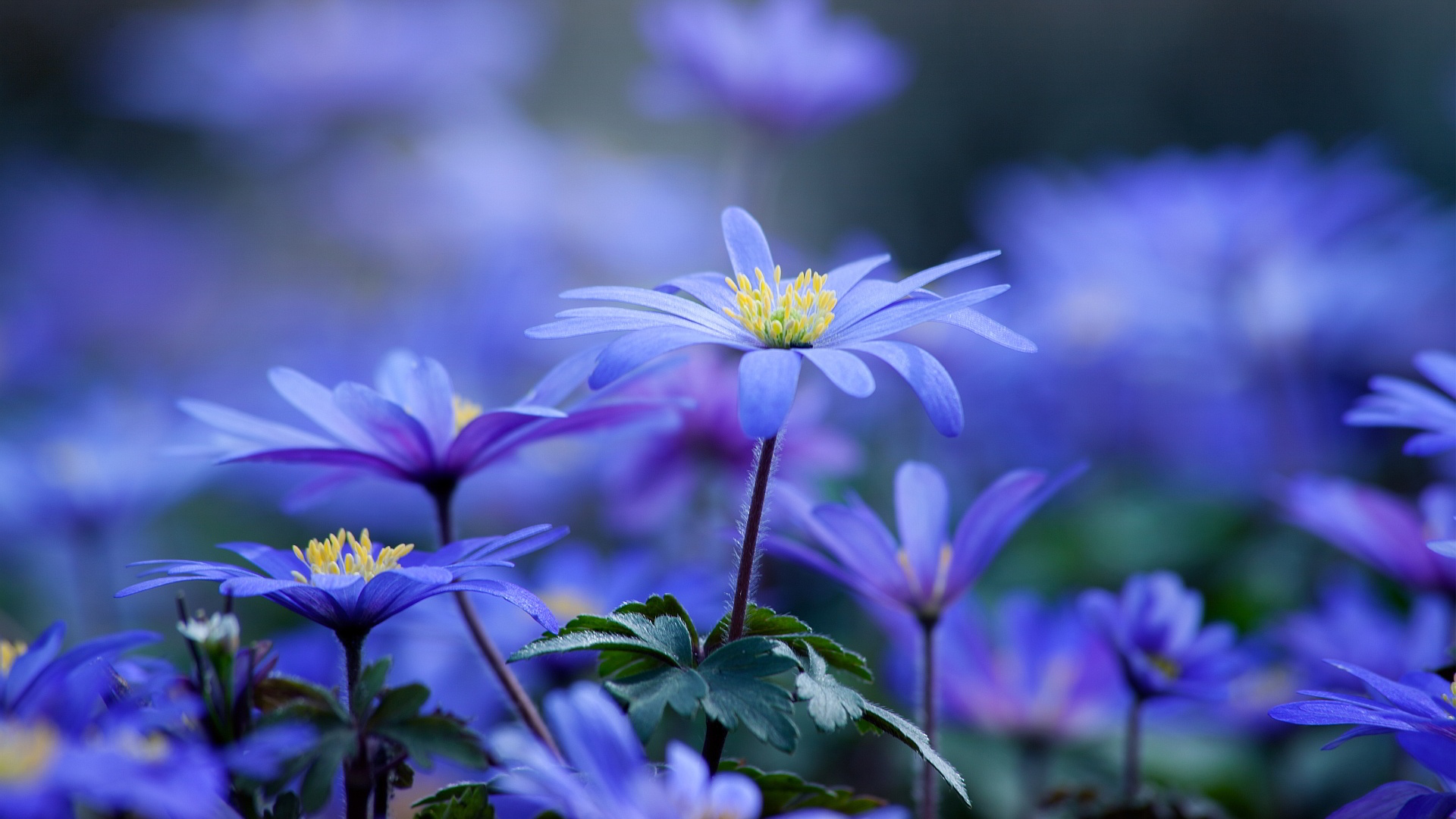 Grecian Windflower - High Definition Wallpapers - HD wallpapers