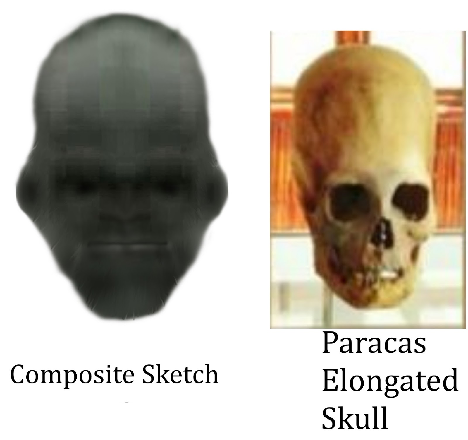 The Bigfoot Field Journal: Comparing the Bigfoot and the Elongated Skulls