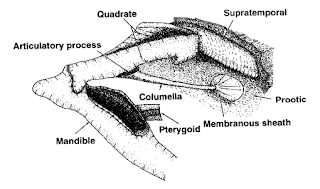 Life is short, but snakes are long: Can snakes hear?