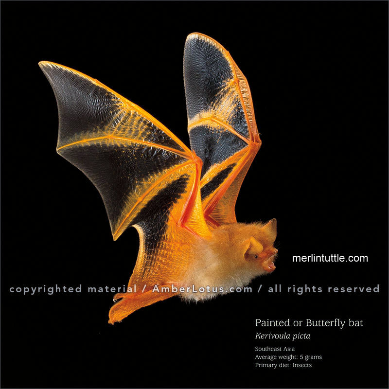 Calendar Bats 2017 - Nature's Nocturnal Superheroes