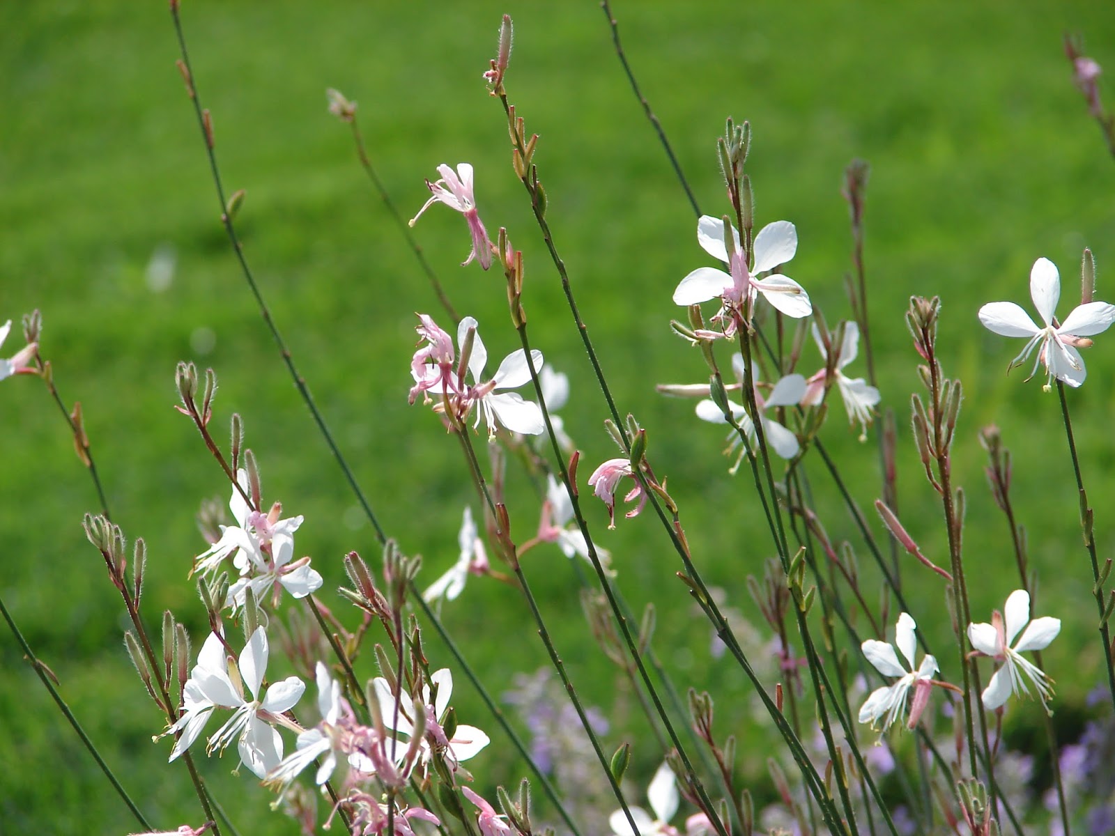 New Utah Gardener: Gaura lindheimeri "whirling butterflies" - An ...