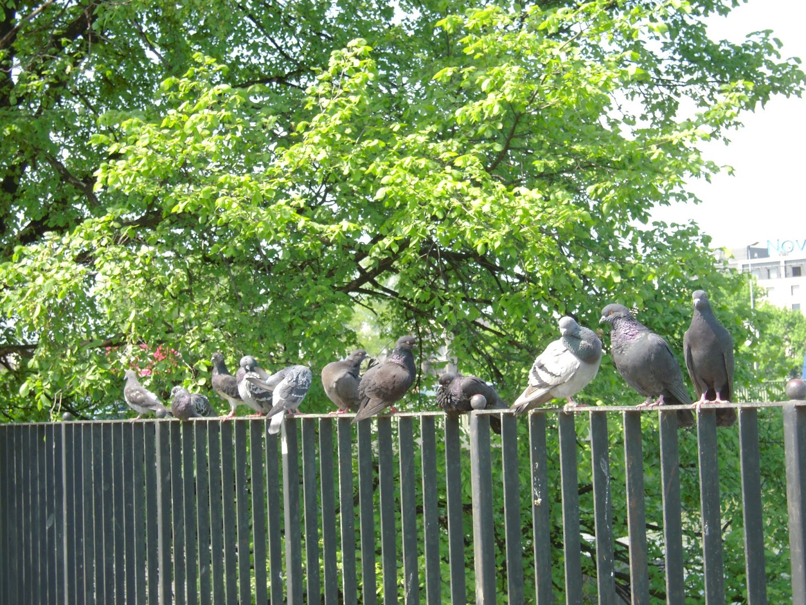 Becoming Polakiem: Birds of the Planty: Lesson One, The Pigeon