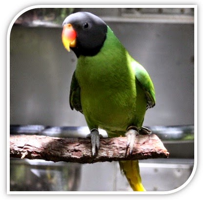 Slaty Parakeet