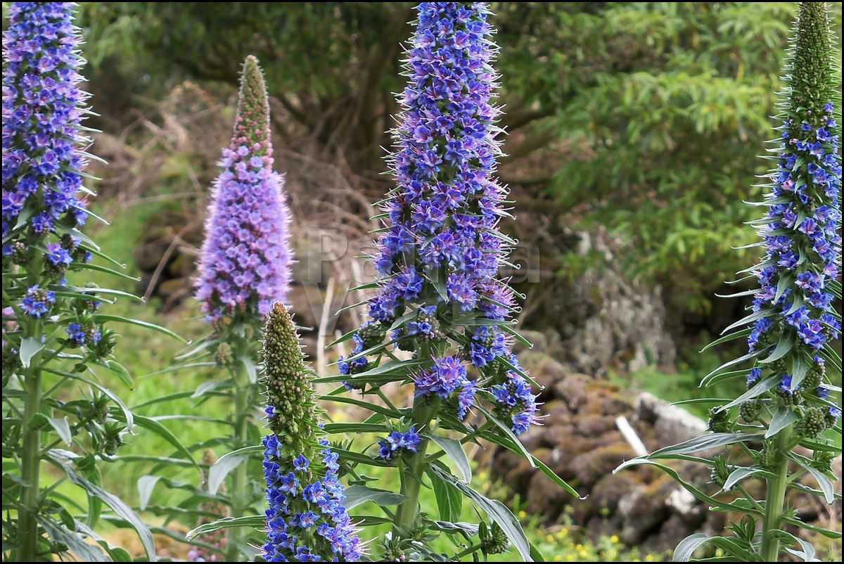 Le jardin des 4 coins: Echium russicum