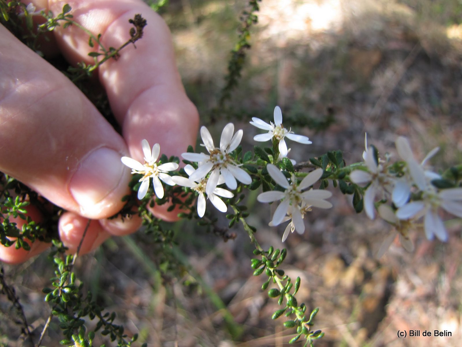 Sydney's Wildflowers and Native Plants: Olearia microphylla - Bridal ...