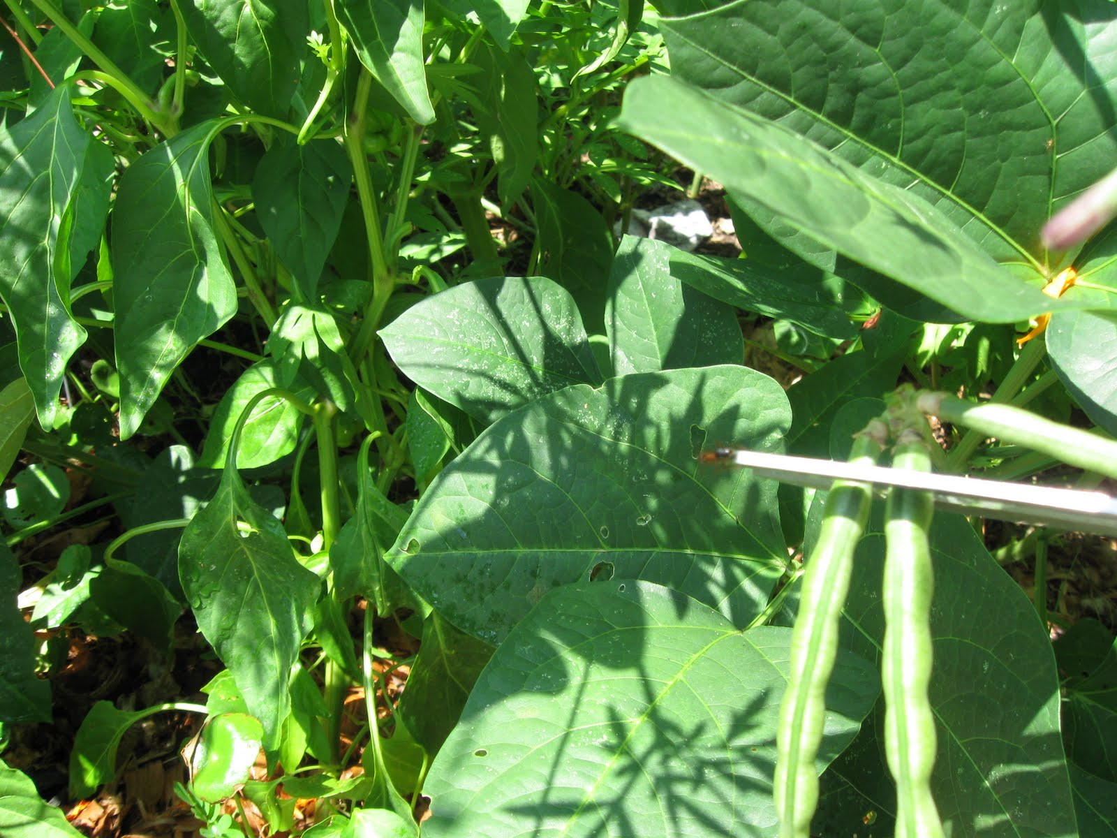 Growing Food in Florida: Time to harvest cowpeas