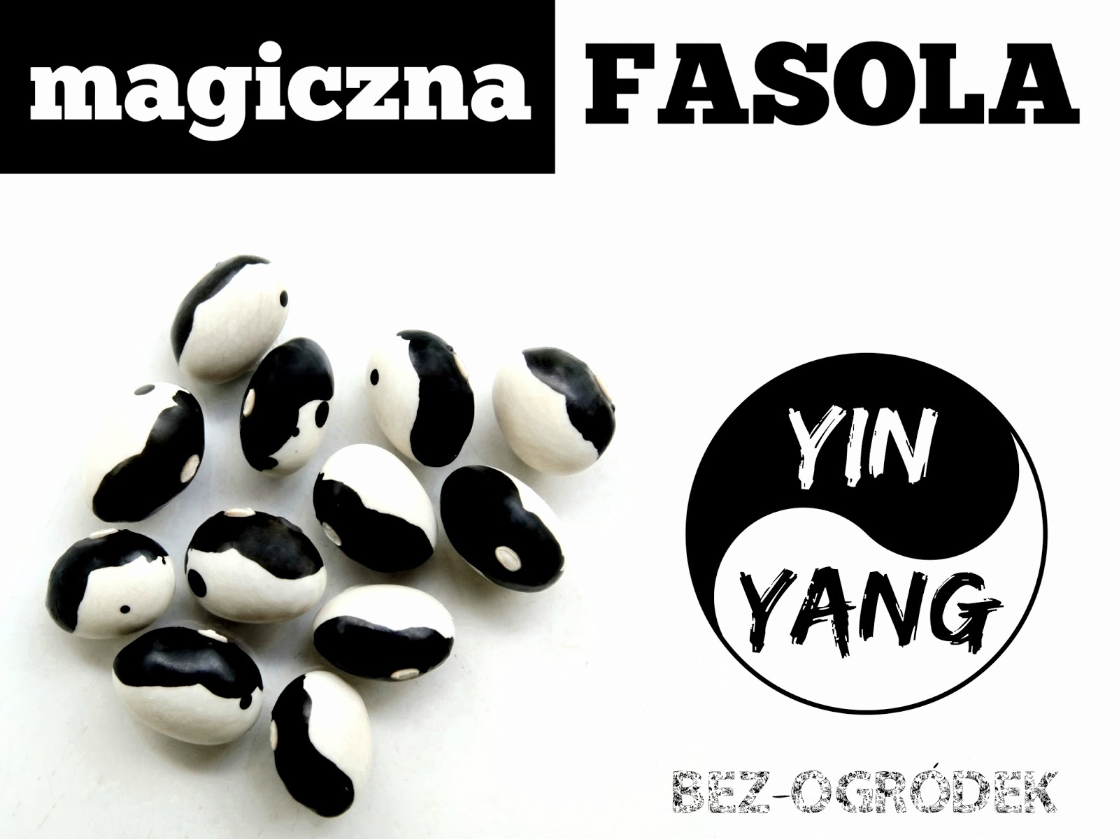 Magiczne fasolki: fasola Yin Yang | BEZ OGRÓDEK | blog ogrodniczy