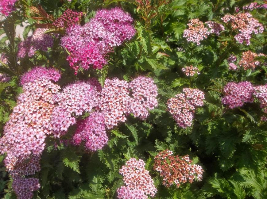 Future Plants by Randy Stewart: Spirea