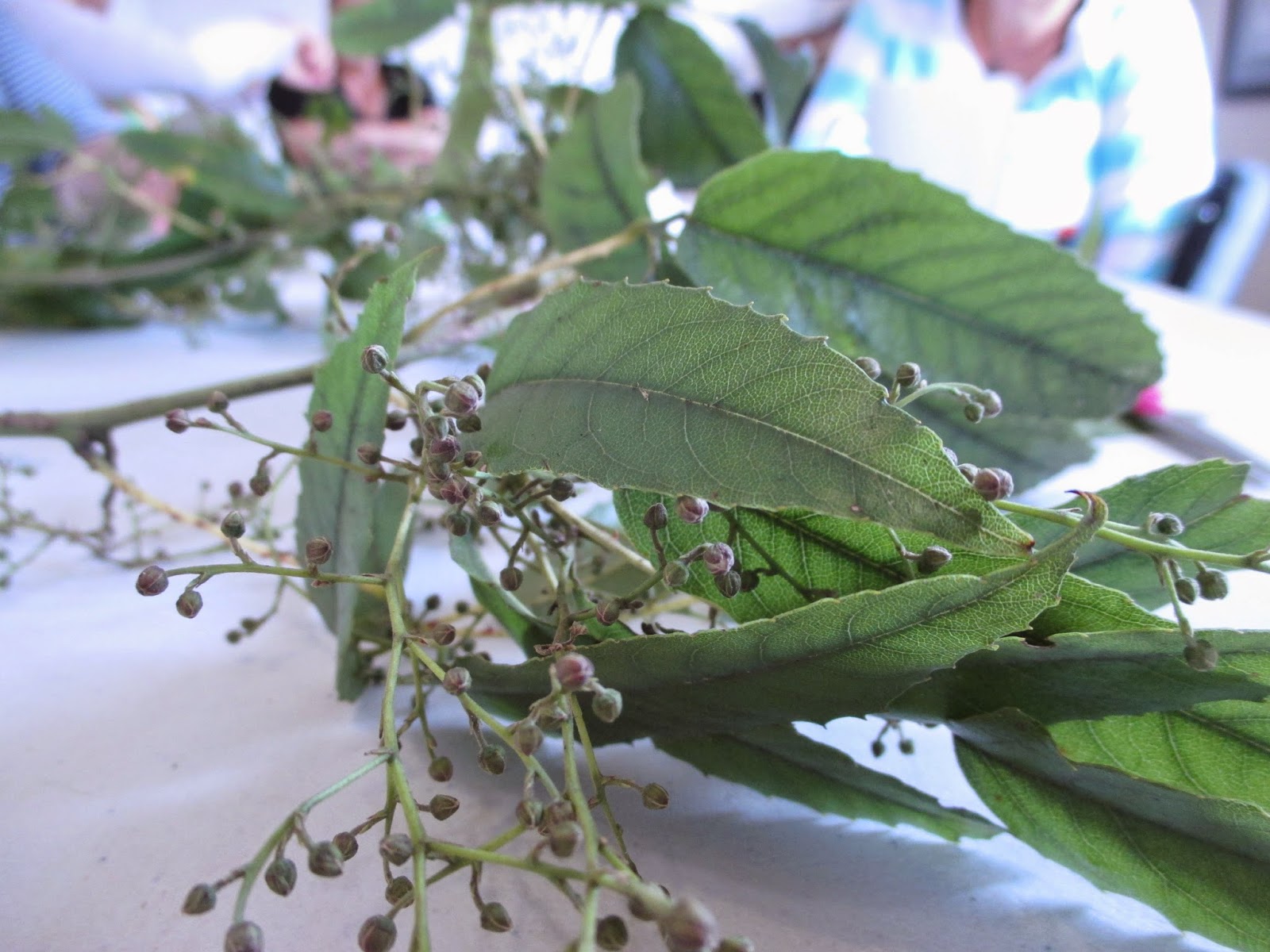 Capturing, Cultural, Creativity, Collectively: Ngā Wā, Rongoa Māori ...