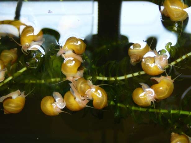 ACVARISTICA: Melci de apa Dulce