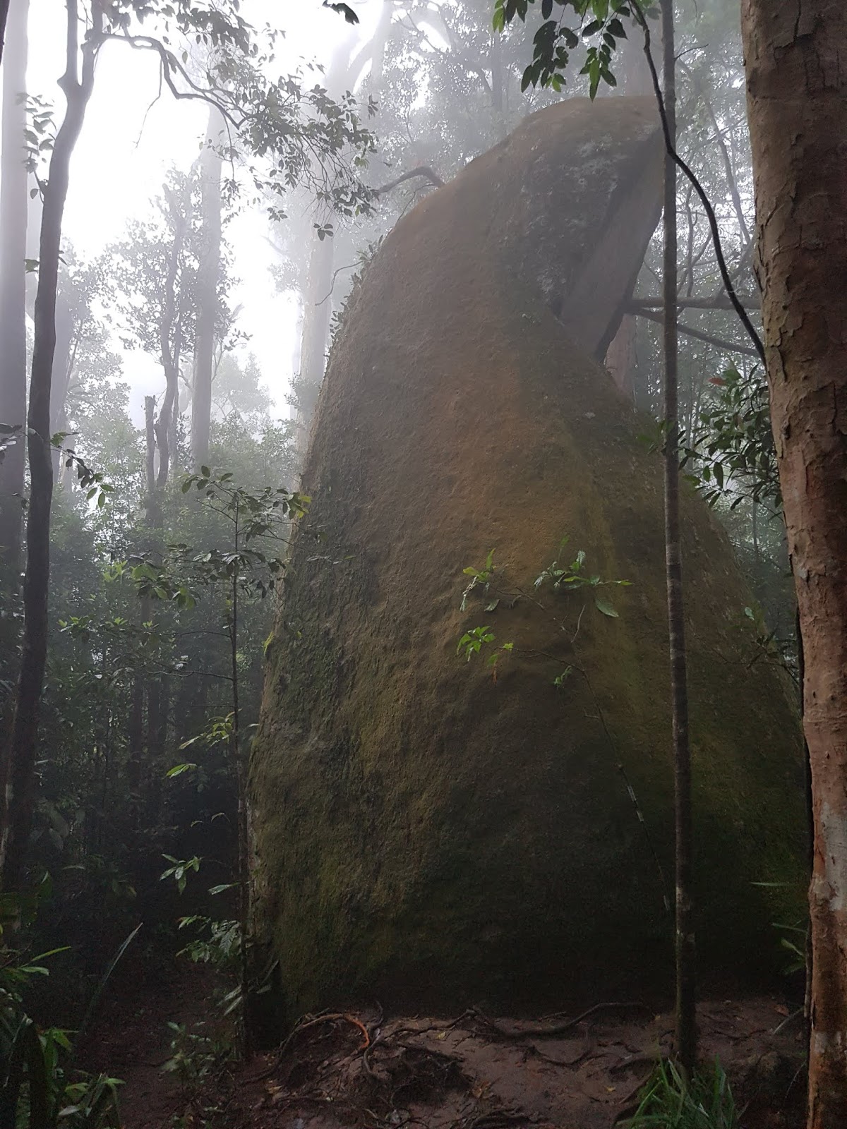 Mount Pulai Day Hike (Jungle Trail No. 2) | Catchingtravels