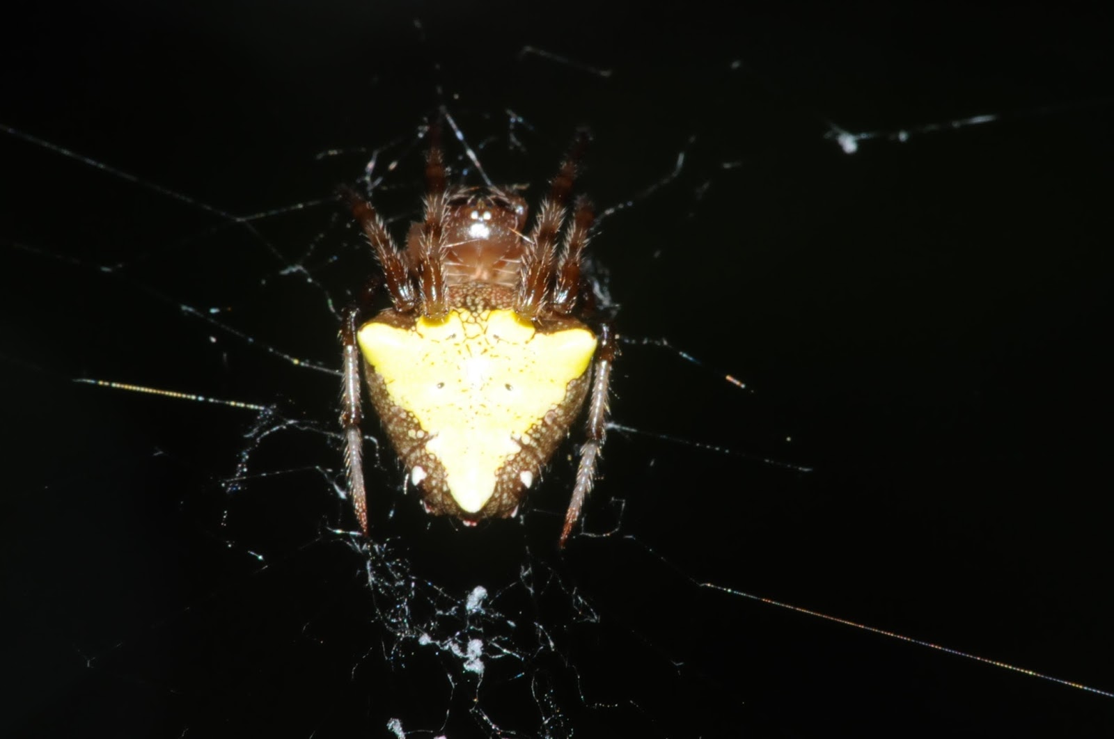 Triangle Naturalist: Spiders along the Eno River