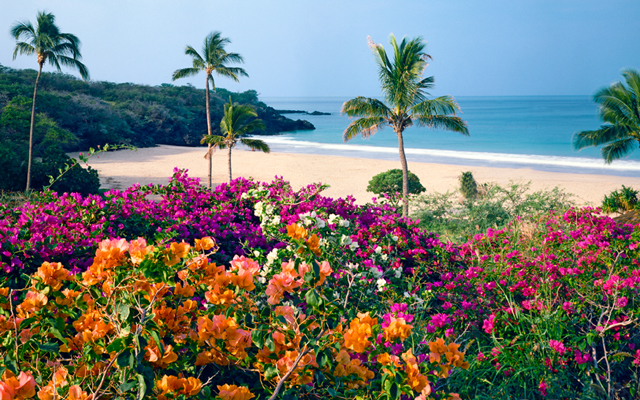 Beautiful Islands Flowers