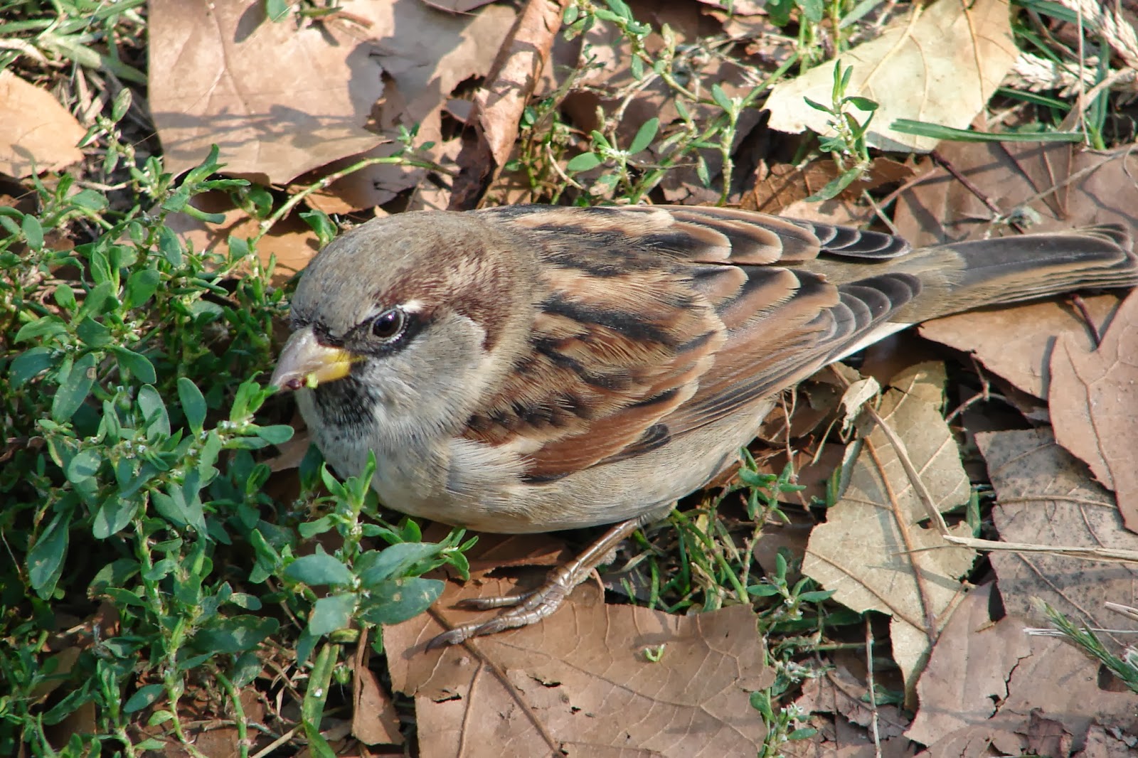 Our Life in Illinois: Birds