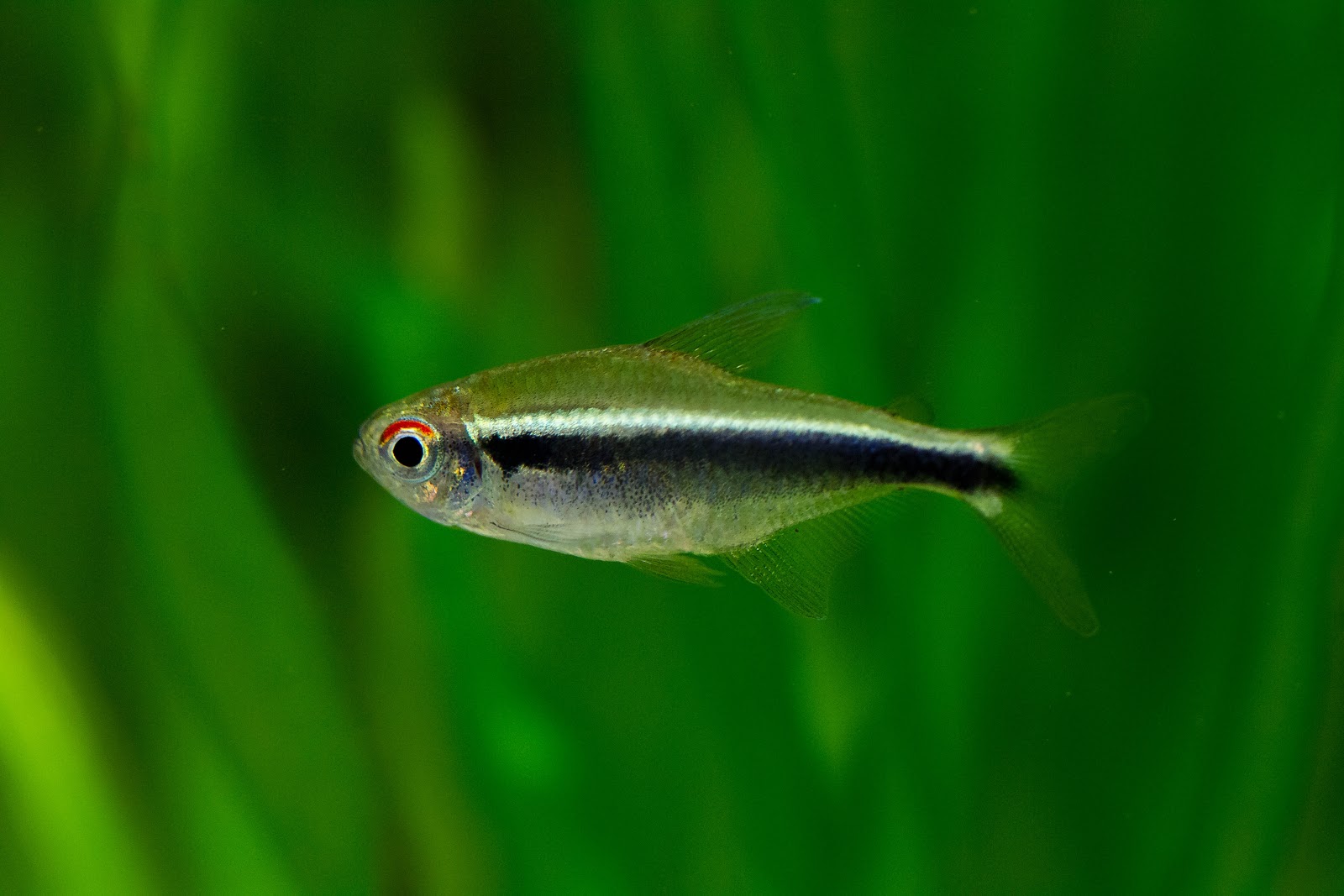 Nepiartpictures: Schwarzer Neon - Hyphessobrycon herbertaxelrodi