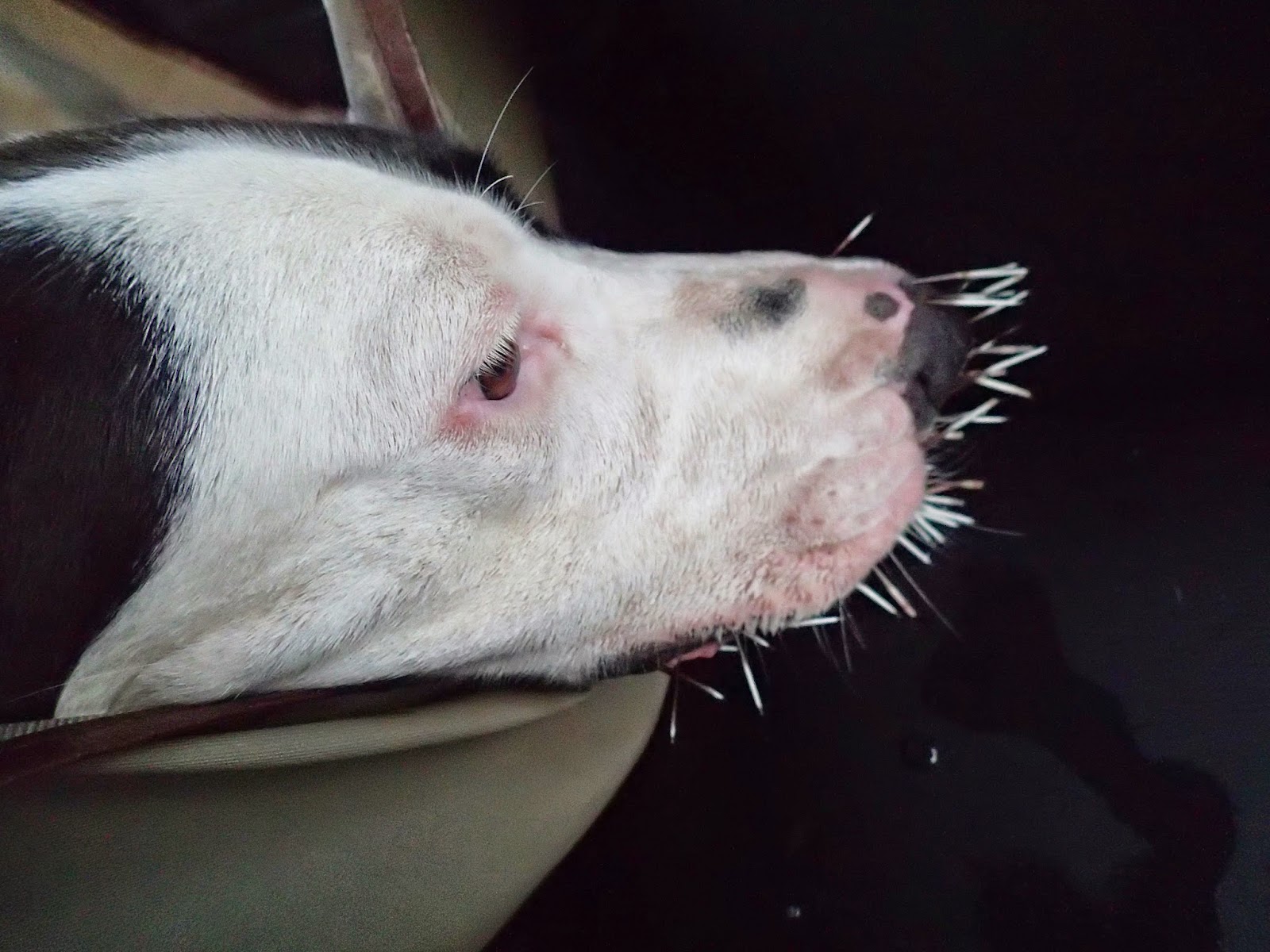 GS Farm Musings: Dogs Meet Porcupine