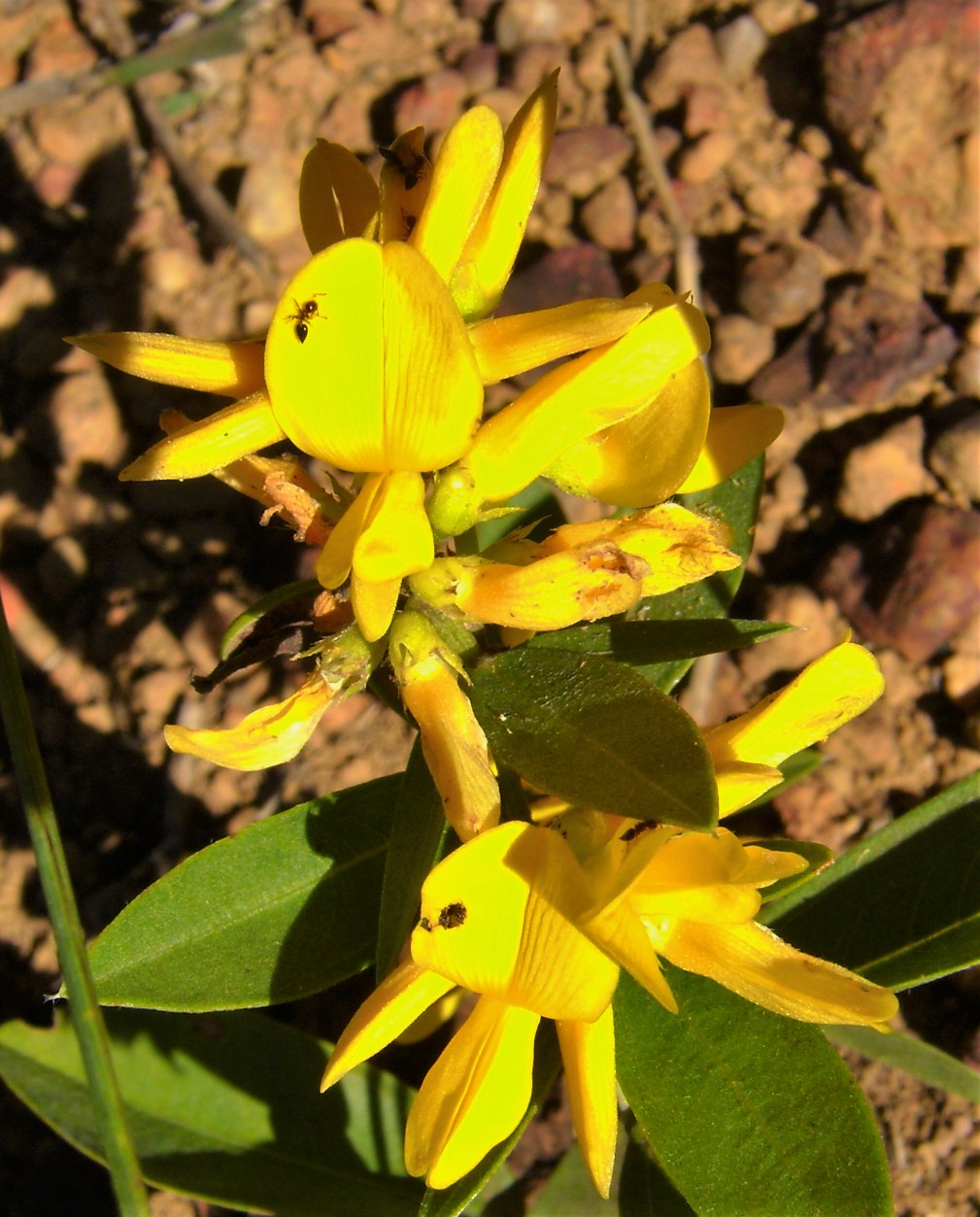 Fabaceae - Leguminosae no Brasil: Eriosema
