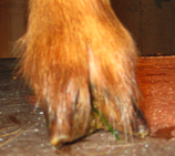 Kinder® Communique': Conformation Part 1 - Feet