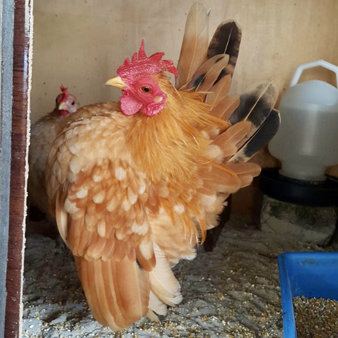 The Golden Rooster is Ready for GSN's Breeding Project Q1 2017 | Serama ...