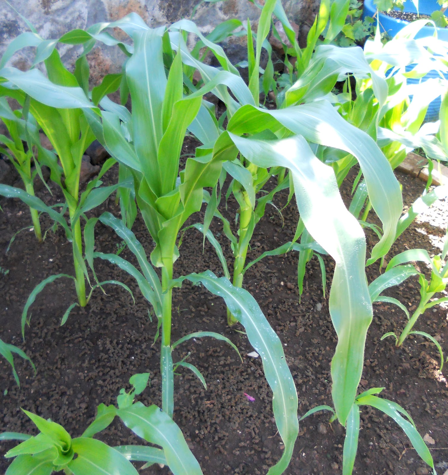 A Kitchen Garden in Kihei Maui: Growing Heirloom Corn