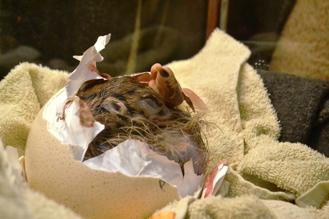 Ubizane Wildlife Reserve: The hatching of Ubizane's Ostriches: