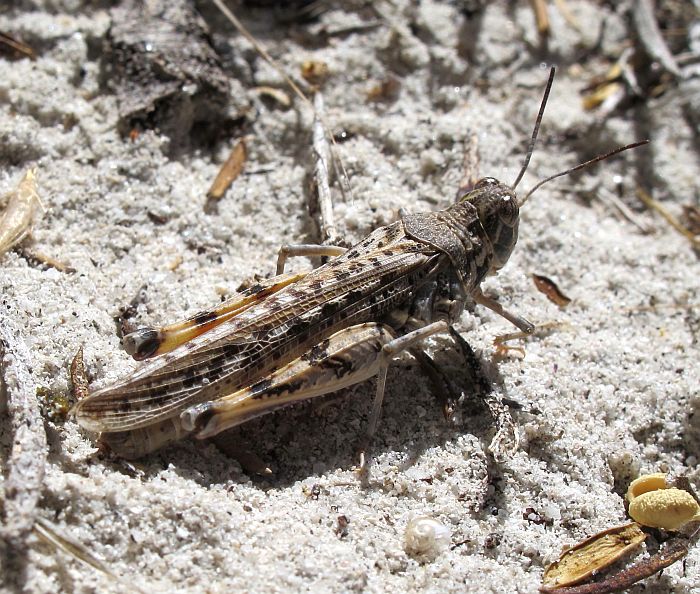 Esperance Fauna: Sand Grasshopper - Urnisa guttulosa