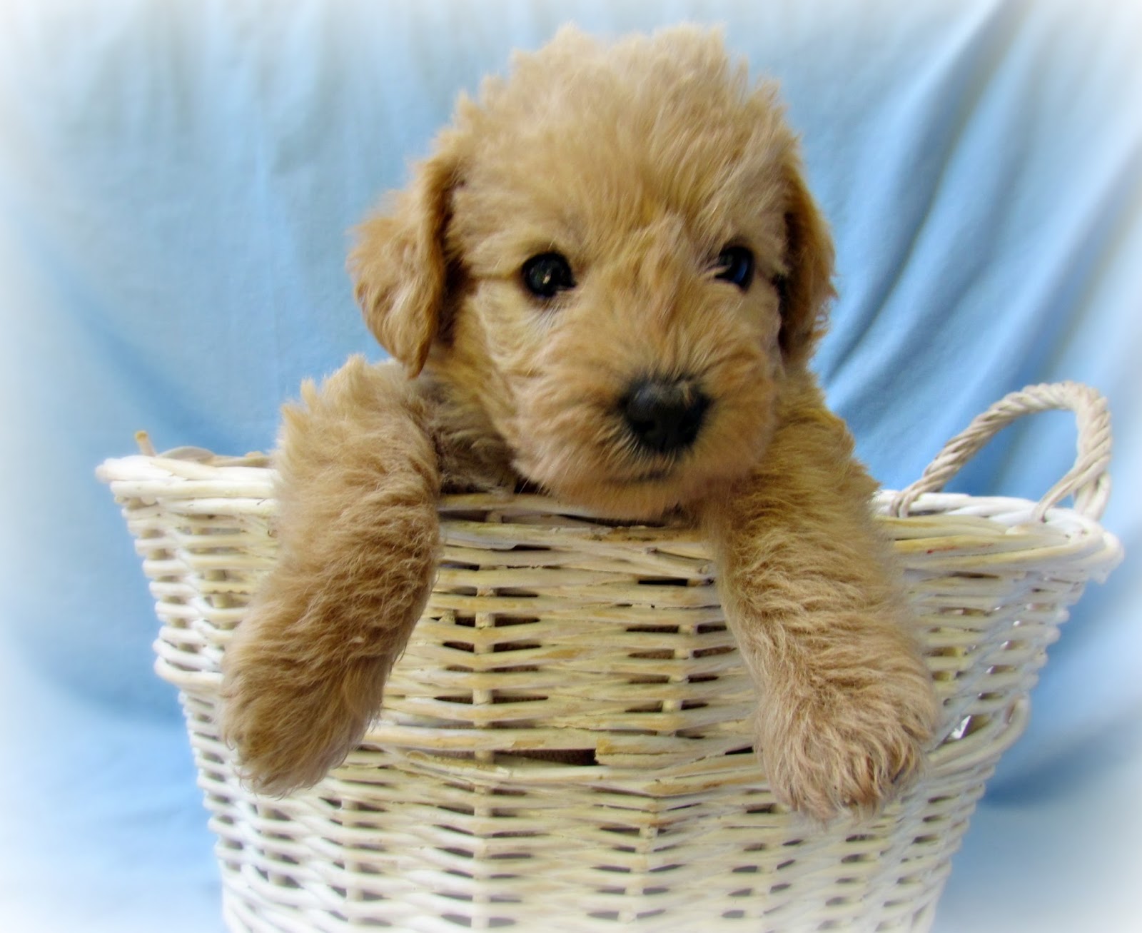 Growing Puppies - Virginia Schnoodle Breeder --Hypoallergenic Dogs ...
