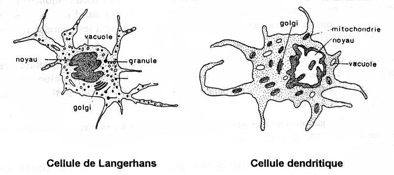 Le système immunitaire : Les bases fondamentales | Bio faculté