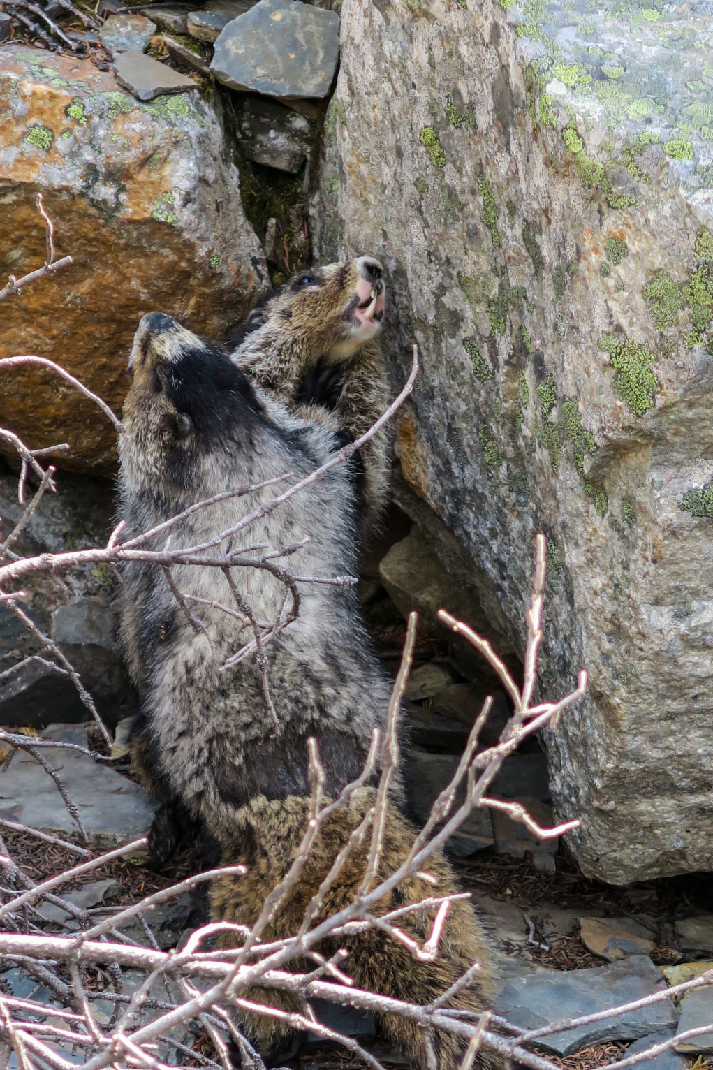 A Map and a Mustang: Marvelous marmots