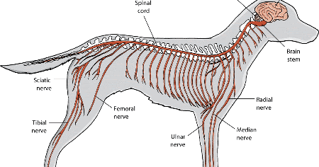 Online Dog Breeds: Nervous System