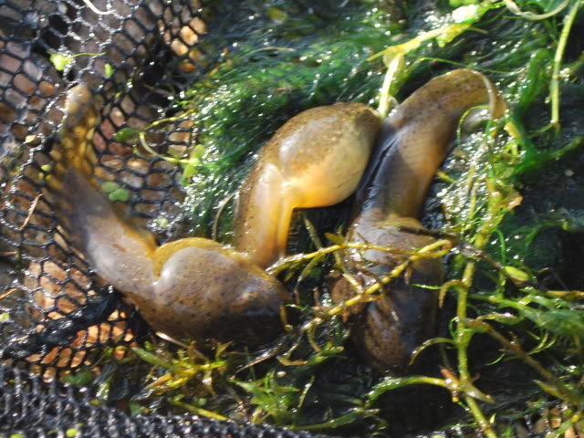 Tadpole Cod - Fishes