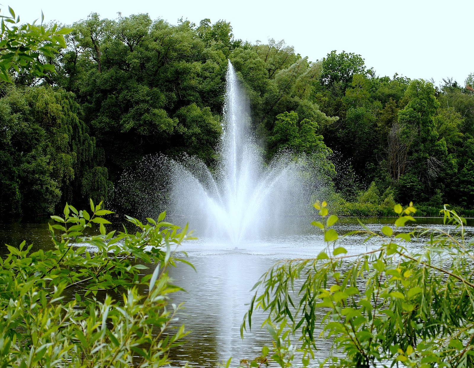 BARRY the BIRDER: Richmond Hill Mill Pond photographs - part 3