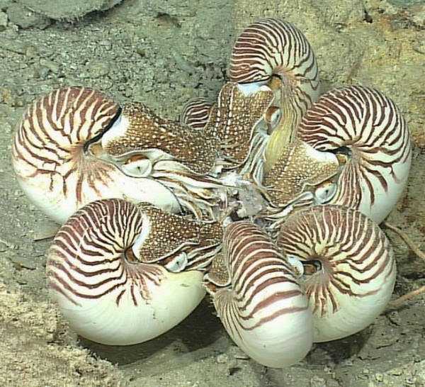 Nautiluses eating - The World of Knowledge