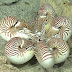 Nautiluses eating - The World of Knowledge