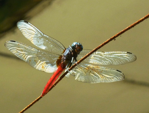 Ma Oya: Dragon Fly (Bath Kura )