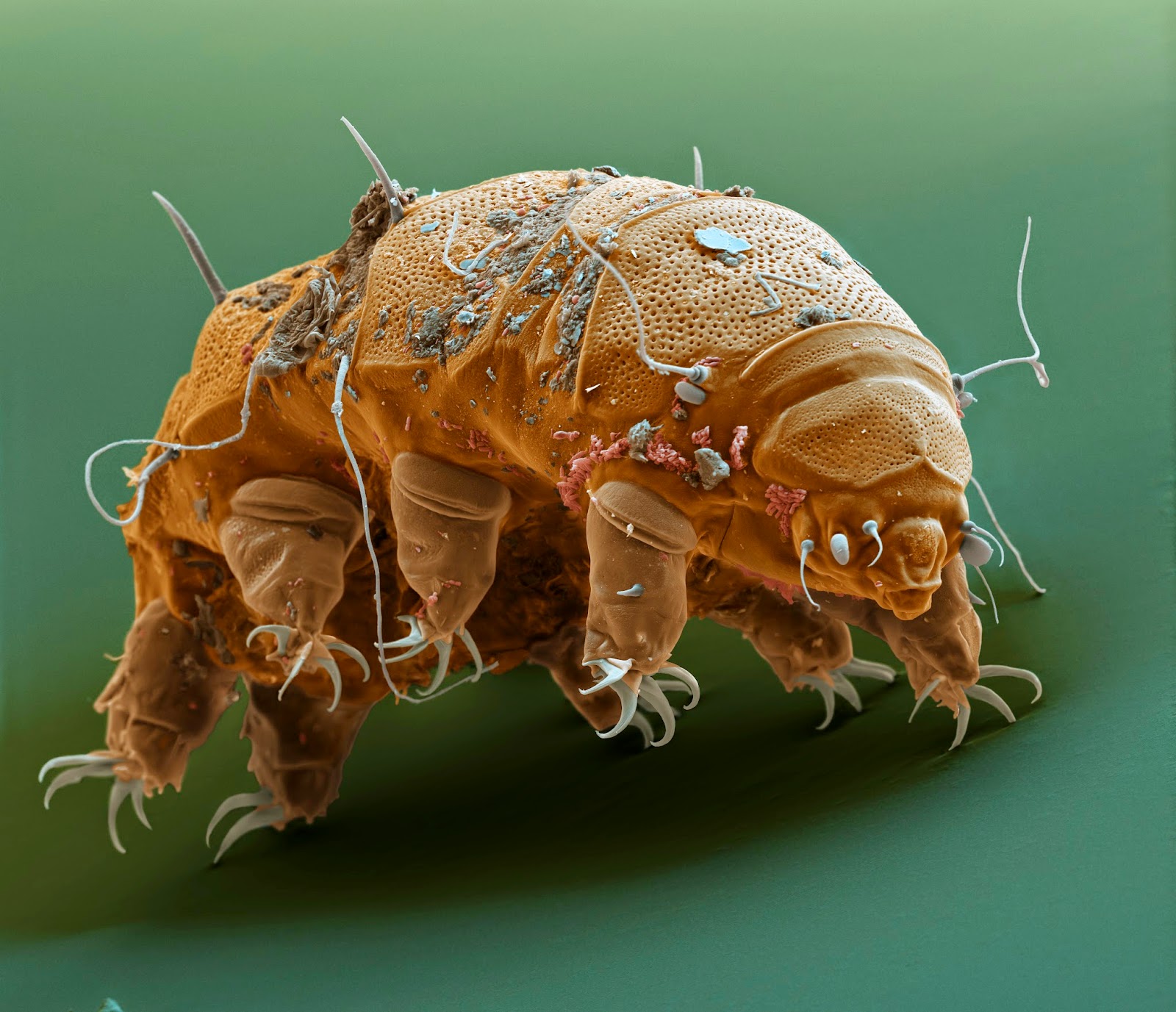 AudiePedia: Tardigrandes, The Indestructable Water Bear