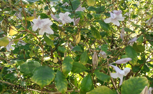 MACAYA: Mackaya bella | Plantas rioMoros