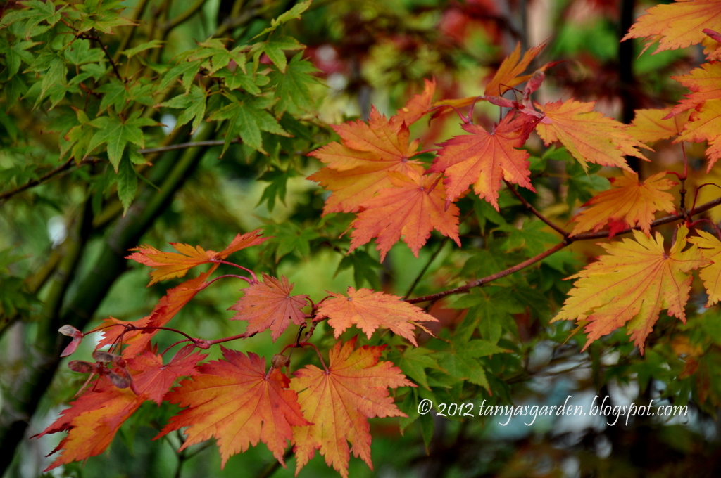 MySecretGarden: Japanese Maples (And Others) in Yang's Garden. Part 1