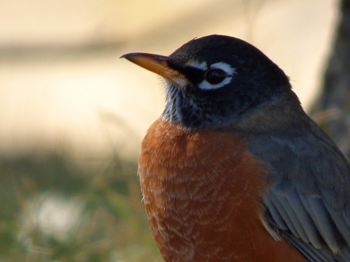 Geotripper's California Birds: American Robins at Lava Beds National ...