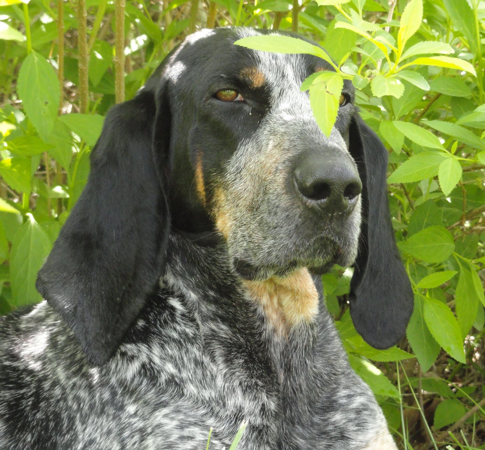 Mustang Dreams....: Blue the Coon Dog....