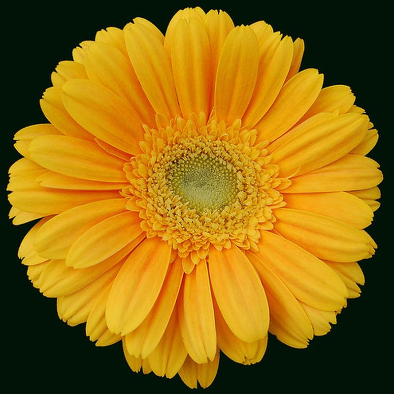 The beauty of flowers: Gerbera flower.